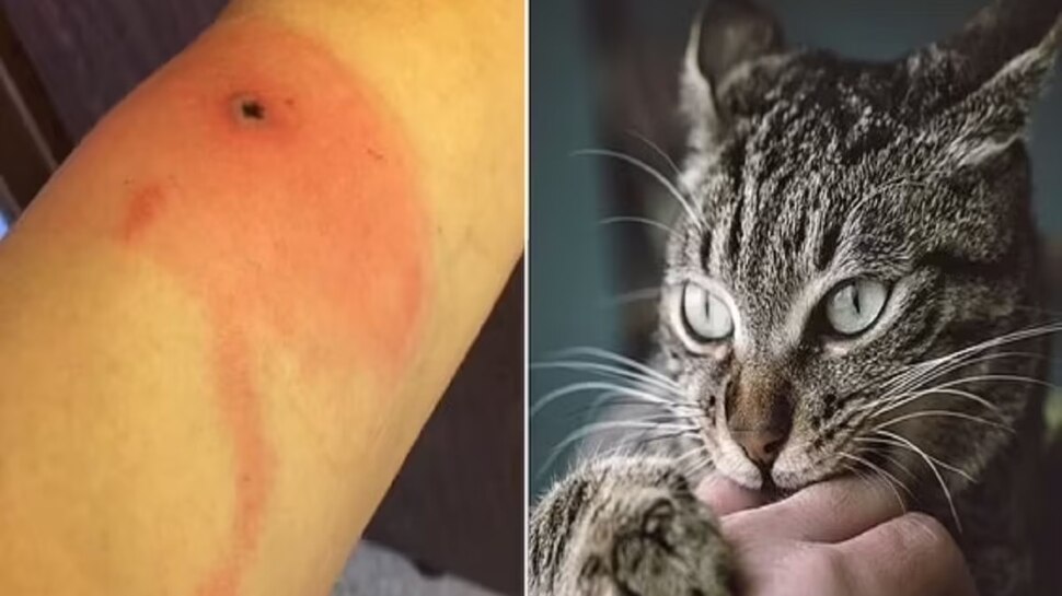 Alaskapox crisis after Corona; Serious illness caused by cats ...