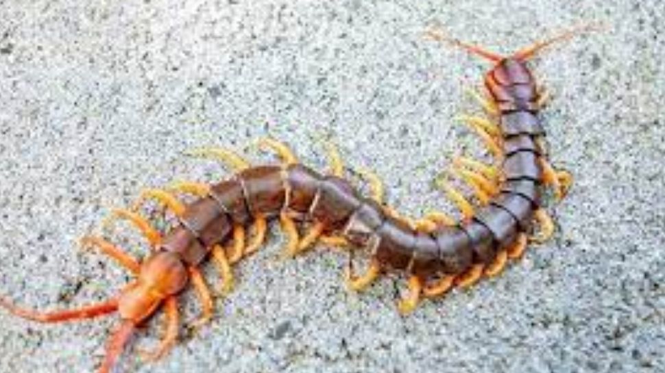 If centipede is seen in this part of the house it will defenitley ...