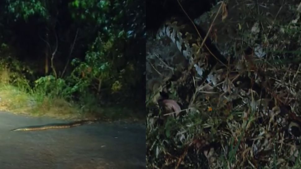 wild animals attack kerala python found in populated areas in Idukki ...