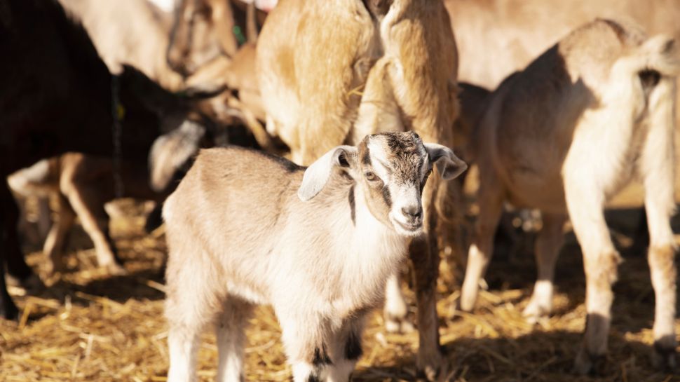 Free goats available in this place nobody will ask you money here is ...