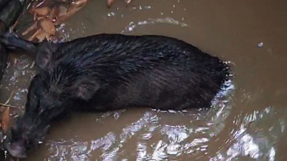 Wild boar trapped in well shot dead by forest officials in Kattappana ...