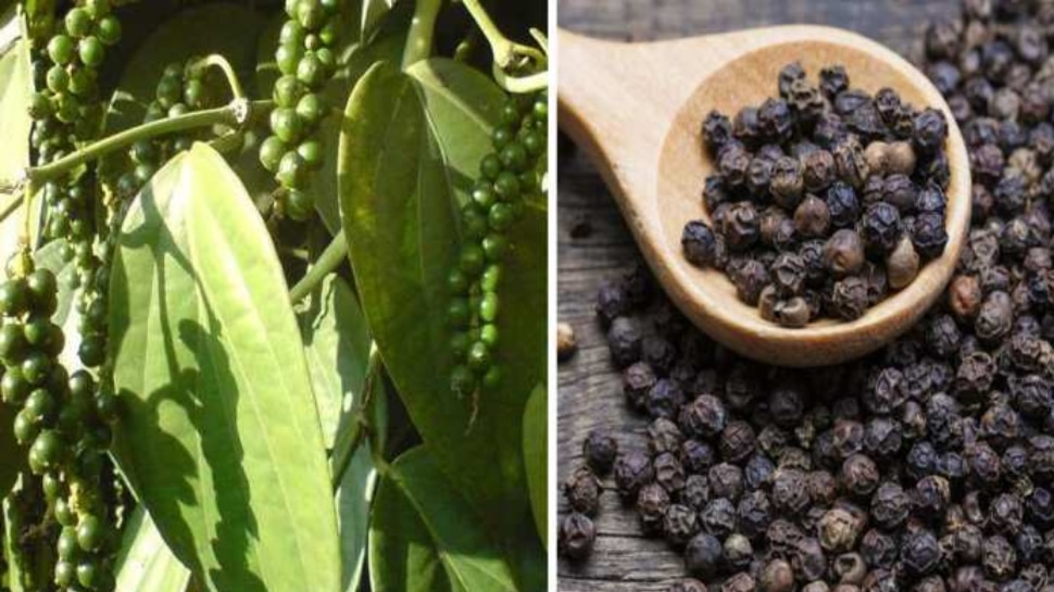 Pepper Cultivation Training| Cauvery Calling Movement with a training ...