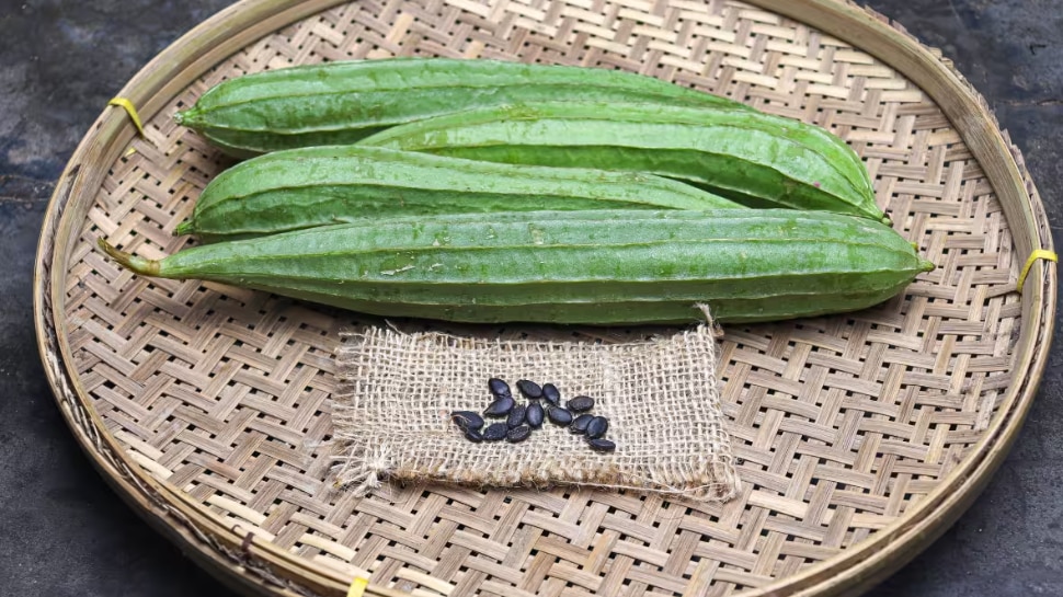 Health Benefits of Peerkangai| Health Benefits of Peerkangai ridge ...