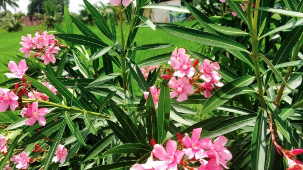 Arali flower avoided from nivedyam know the reason behind this | Nerium ...