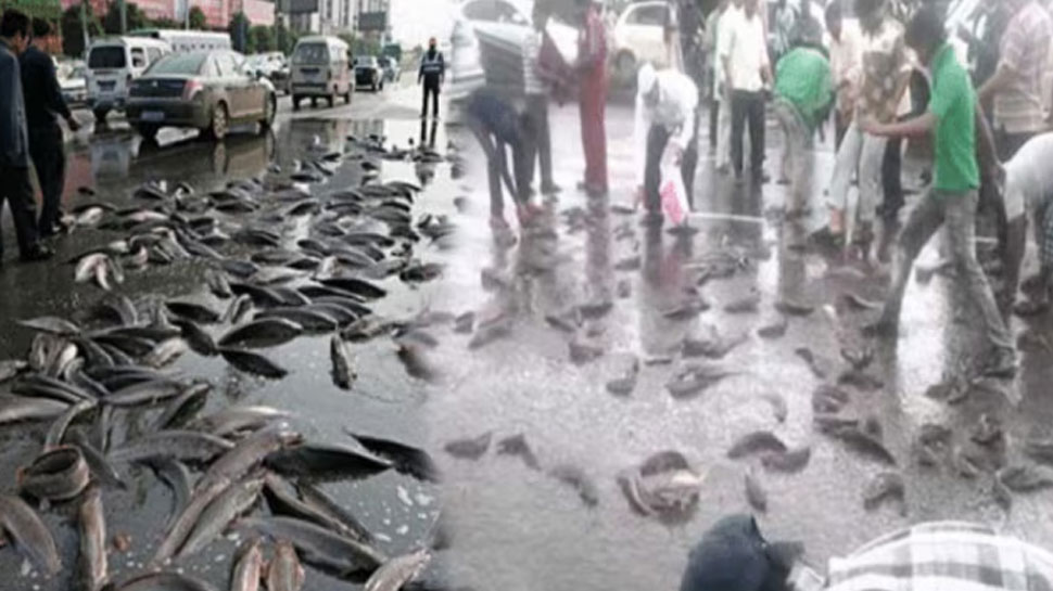 Viral video raining fish video trending video thosuands of fish falling from sky omg video goes ...