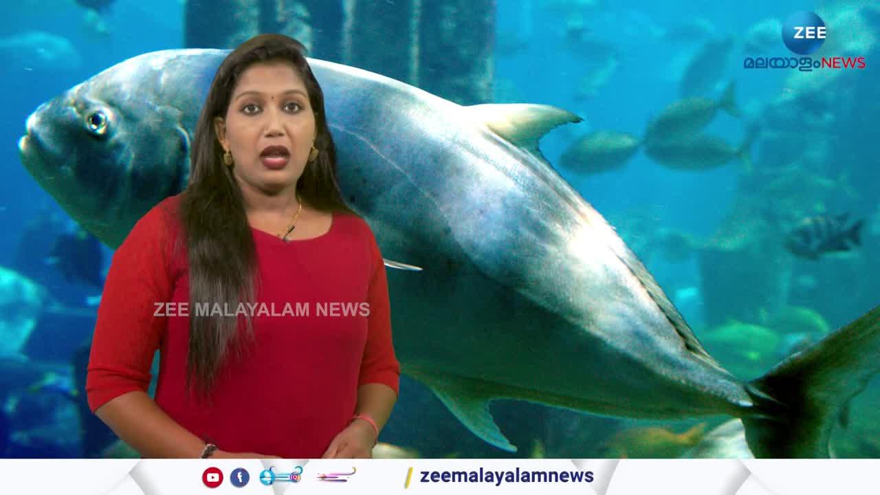 Golden Trevally Fish: സമുദ്ര മത്സ്യകൃഷിയില്‍ വലിയ മുന്നേറ്റത്തിന് ...