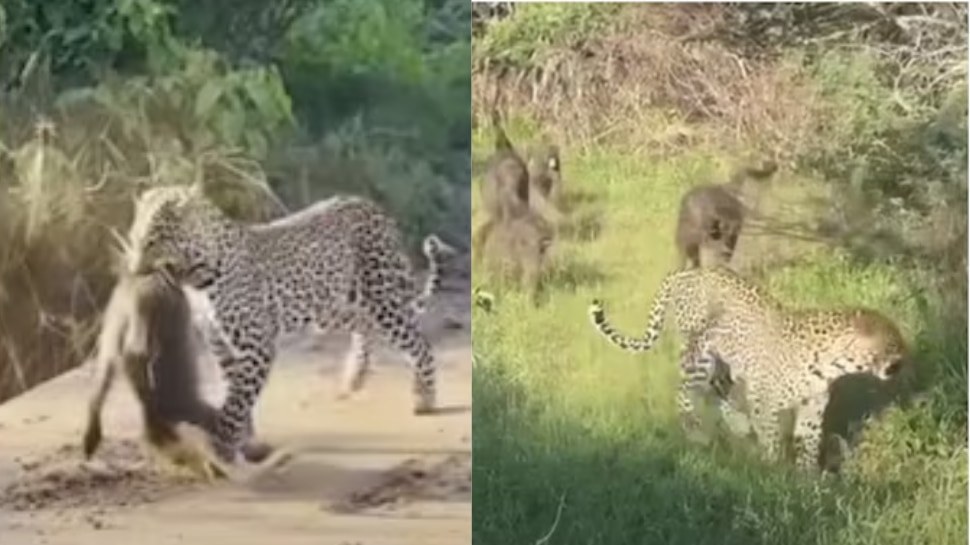 Viral Video Leopard baboons fight baboons fight back at leopard video ...