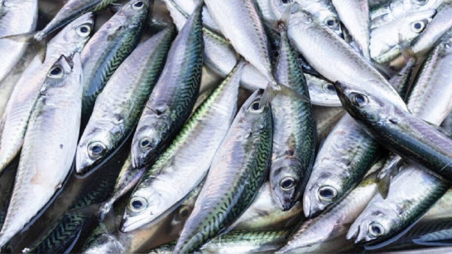 Sardine price reach Rs 400 per kg in Kerala | മത്തി പഴയ മത്തിയല്ല, 'അ ...
