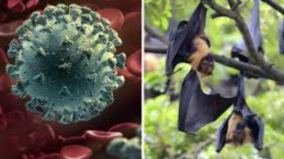 Nipah Virus Confirmed In Kerala central team will arrive again and ... Nipah Virus Confirmed In Kerala central team will arrive again and ...