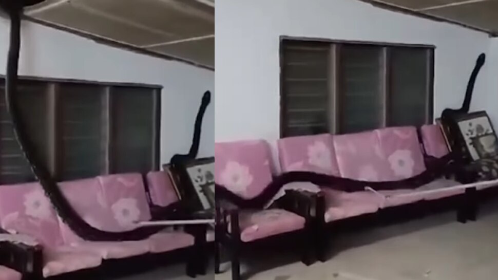 80 kilo python crashes through home ceiling shocking video ...