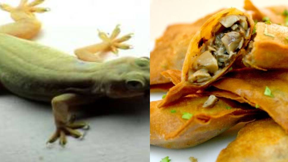 Dead Lizard Found in Samosa from a shop at Irinjalakkuda Thrissur ...