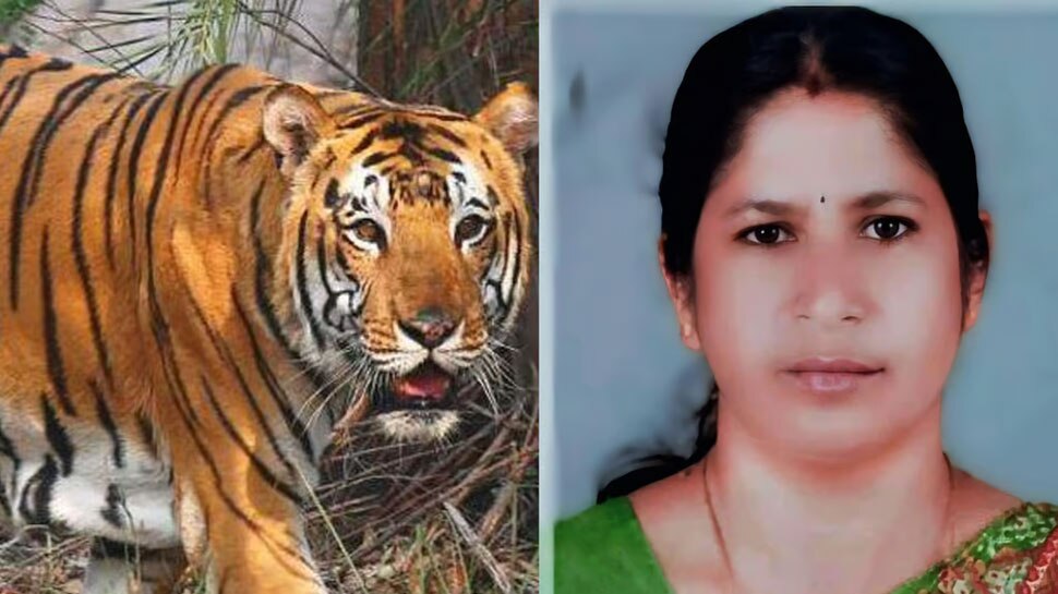 Massive preparations with gund to catch and kunki elephants for the mission In Connection With ...