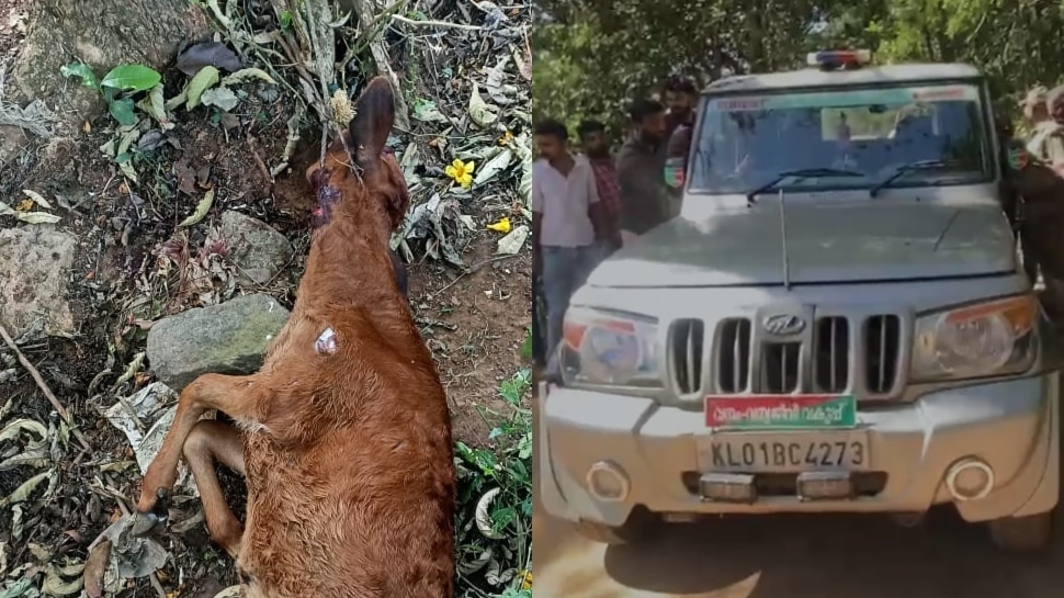 Wild Animal Attack Again In Kalpetta Wayanad | Wild Animal Attack ...