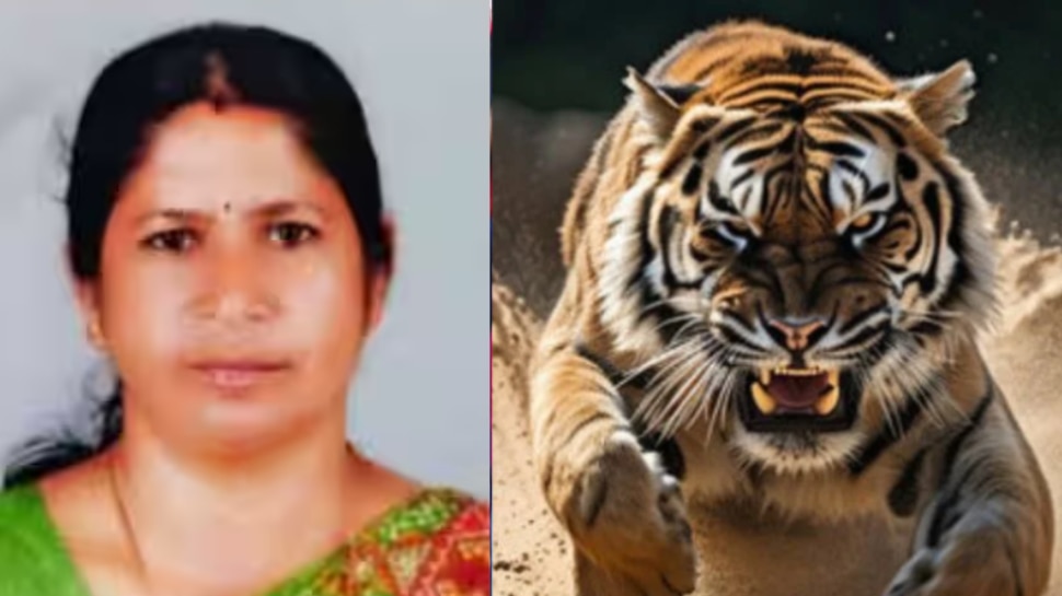 Mananthavady Tiger Attack man eating tiger found dead in mananthavady ...