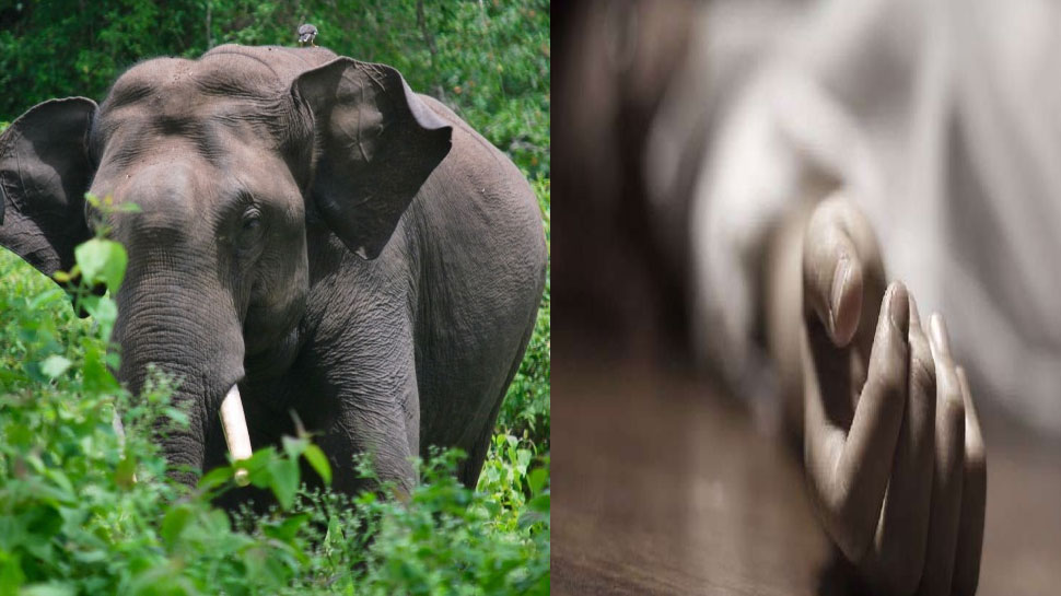 Big Shocking News: Wild Elephant Attack Again; 57 year old man killed at Marayoor l Wild ...