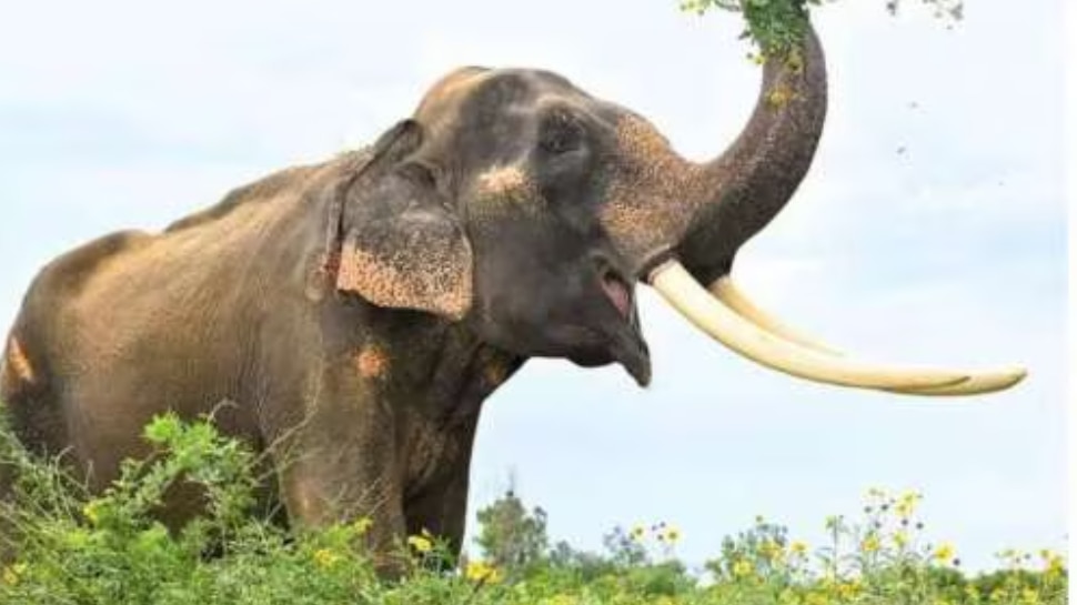 Wild Elephant Attack Youth Killed in Noolpuzha Wayanad |വീണ്ടും ...