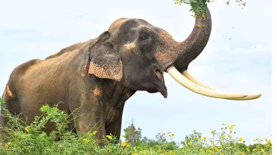 Wild Elephant Attack Youth Killed in Attamala Wayanad| വീണ്ടും ...