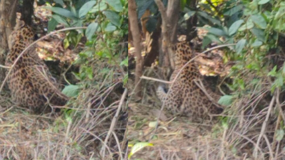 Leopard trapped in cage which set for trap wild boar in Wayanad Kerala | Leopard trapped ...