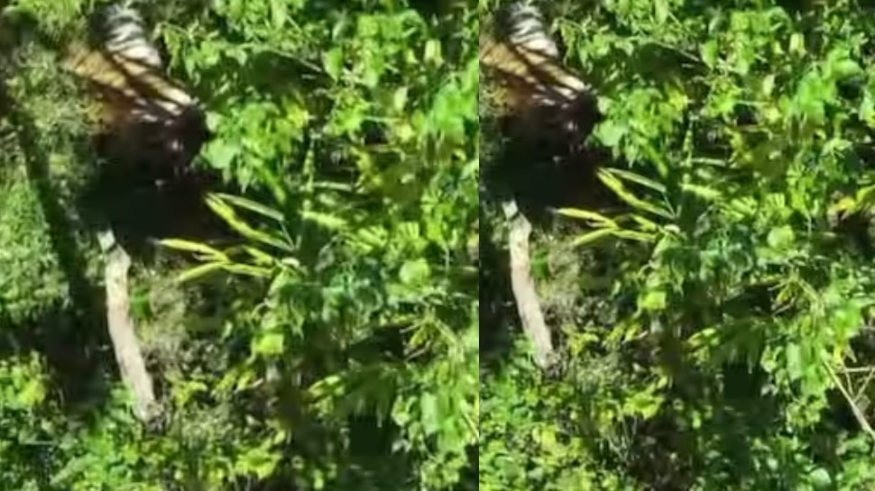 Tiger killed by forest department officials in Idukki | Tiger Attack ...