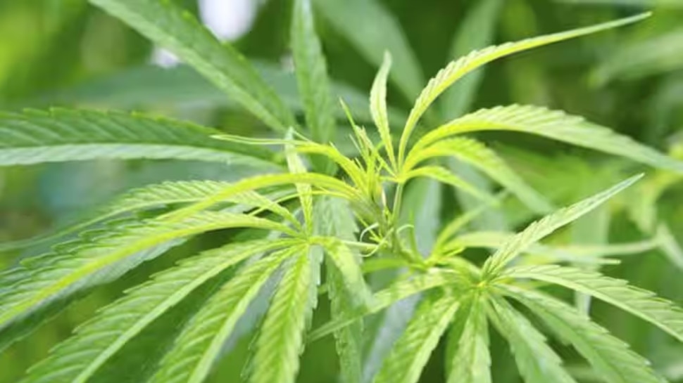 Ganja farming on terrace Excise Team Arrested Accountant General Office ...