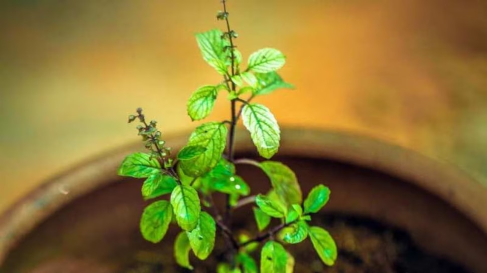 Astrology Vastu Tips For Tulsi Plant Which Tulasi Is Best For Home Rama ...