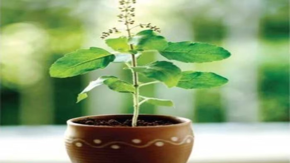 Astrology Vastu Tips For Tulsi Plant Which Tulasi Is Best For Home Rama ...