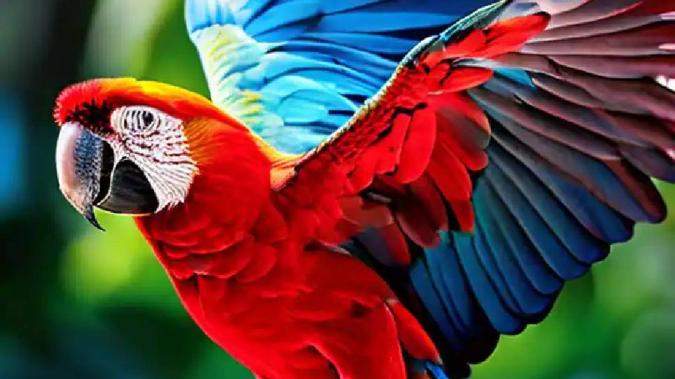 Macaw parrot flies away from Thiruvananthapuram zoo | തിരുവനന്തപുരം ...