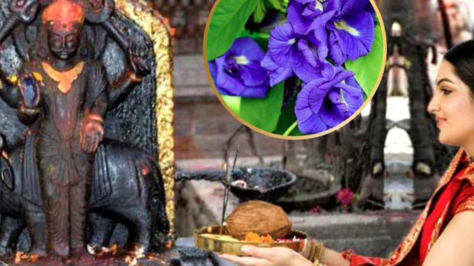 Shani Dev Favourite Flower Aparajitha Offer In Puja On Saturdays Your ...