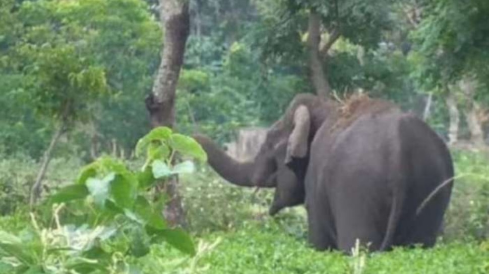 Wild Elephant Attack one died in palakkad | പാലക്കാട് കാട്ടാന ...