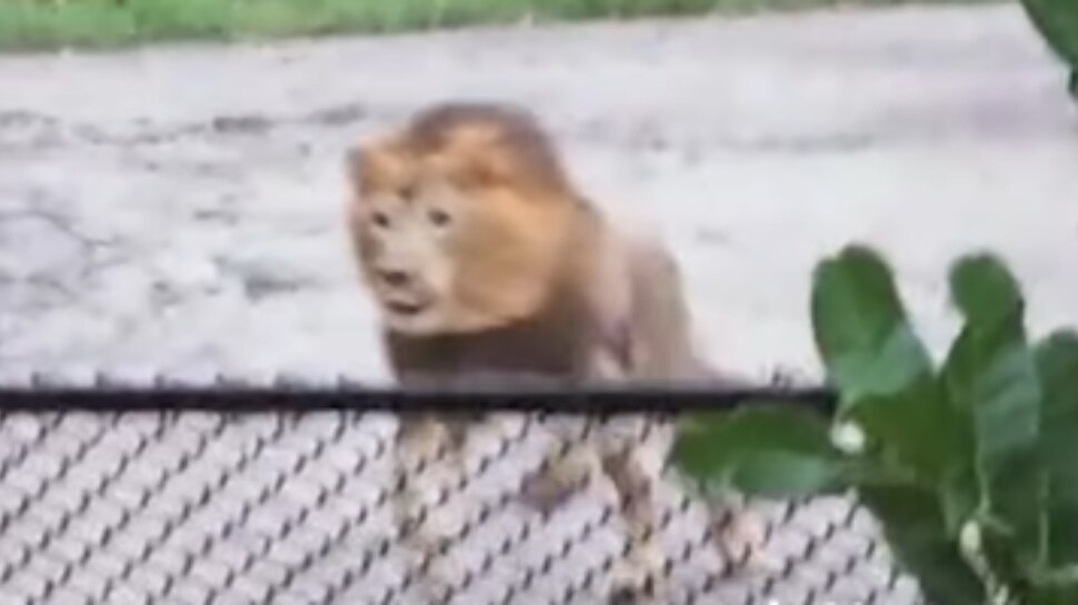 Missing Lion returns to tamil nadu vandallur zoo safely | ഞാൻ ഇങ്ങ് ...