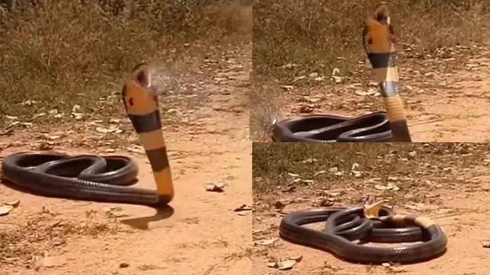 Viral video King Cobra Video Google Trending video king cobra natural ...