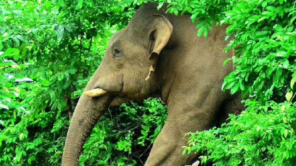 Wild elephant attack- 37-year-old woman dies and her son injured in ...
