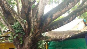 Tree News in Malayalam Latest Tree news, photos, videos | Zee News ...