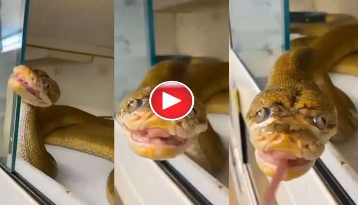 viral video: Unbelievable video of snake laughing goes viral on google ...