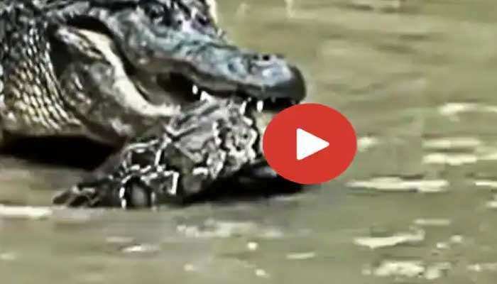 Viral Video Python crocodile fight video python and crocodile suddenly ...