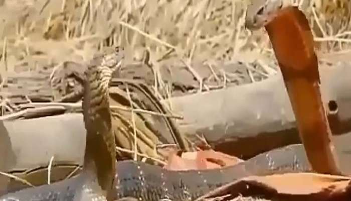 Viral Video: Snake love making video goes viral, naag naain dance two ...