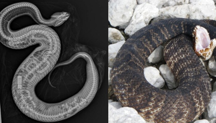 Viral News do you ever heard about a snake that eats python cottonmouth ...