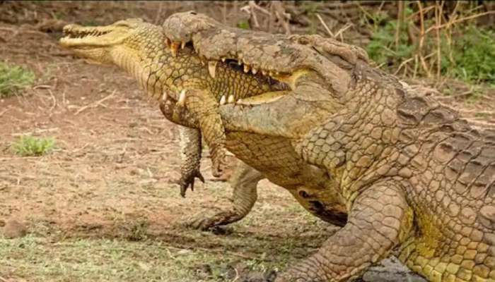 watch unbelievable Viral Video Crocodile Eats Another Crocodile Netizens Stunned | മുതലയെ ...