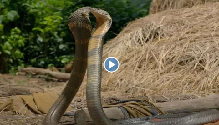 Viral Snake video of two king cobras fighting eachother for a female ...