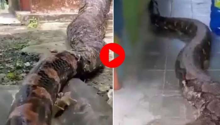 Giant python suddenly entered in house people breath got stuck after seeing the scary visual l ...