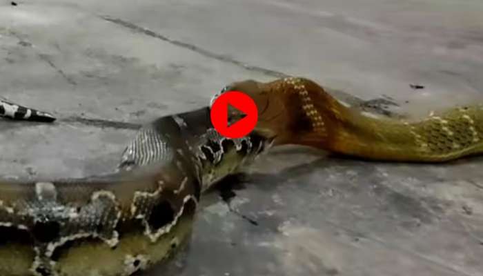 Terrifying video of a golden king cobra eats big python omg video goes viral on social media l ...