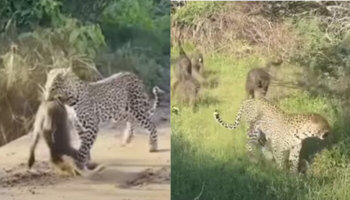 Viral Video Leopard baboons fight baboons fight back at leopard video ...