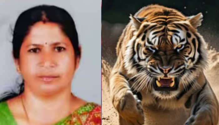 tiger attack mananthavady